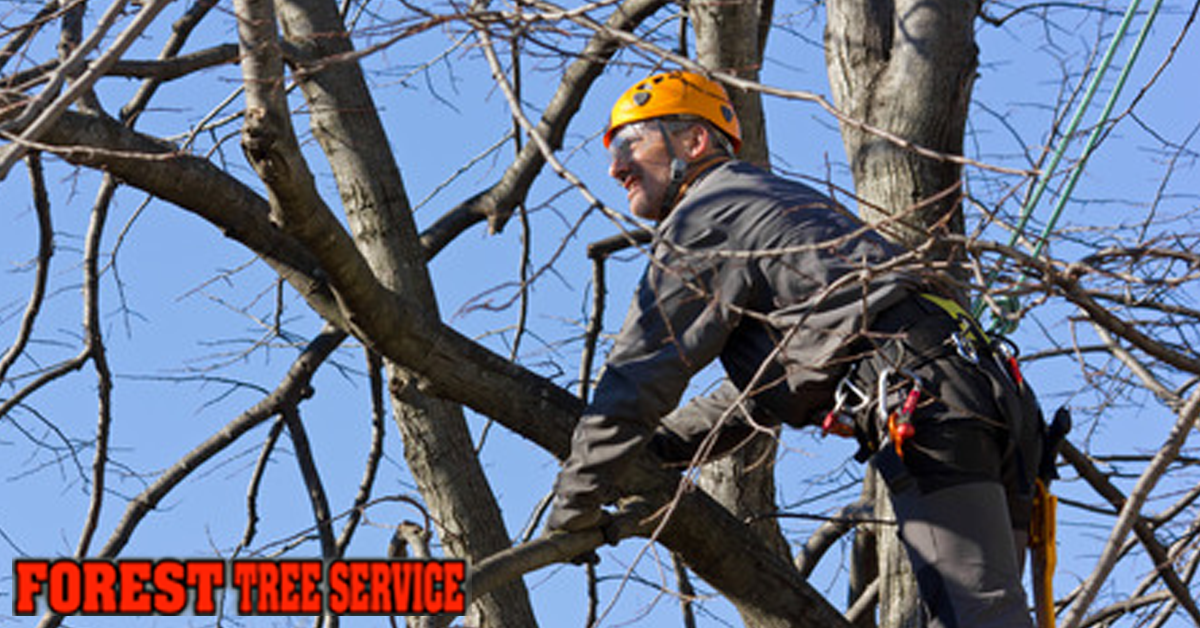 Tree Trimming & Removal Servicing Humble & Summerwood, TX | Forest Tree ...