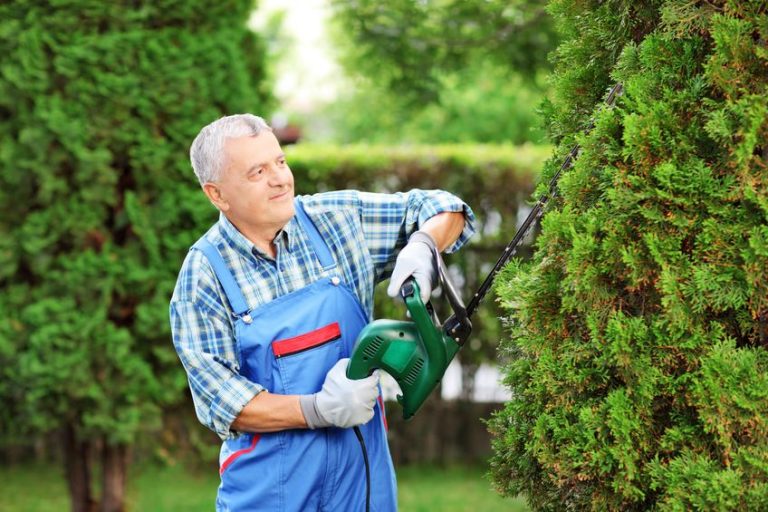 Look for These Signs That Your Trees Need Trimming