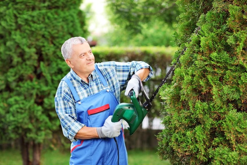 Look for These Signs That Your Trees Need Trimming