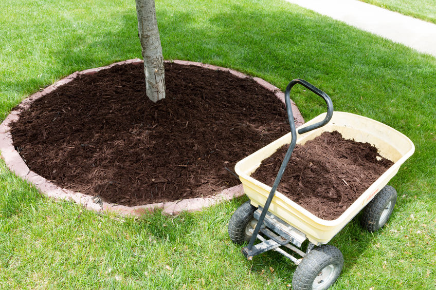 Why It's Important to Mulch Around Your Trees
