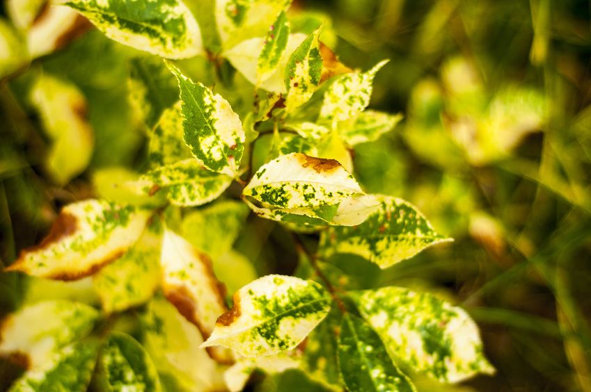 4 of The Most Common Tree Diseases in Texas - Forest Tree Service