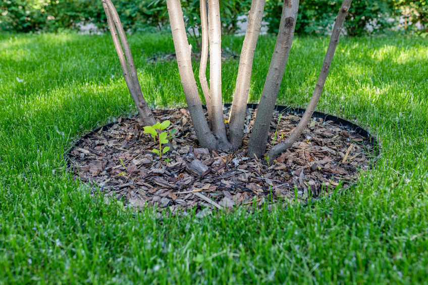 Why Mulching and Fertilizing Are Essential for Healthy Trees - Forest ...