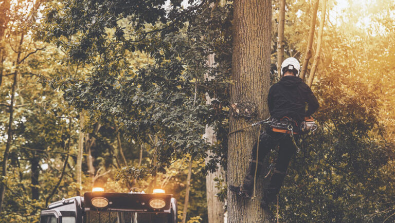 Why DIY Tree Removal Can Be a Risky Mistake - Forest Tree Service