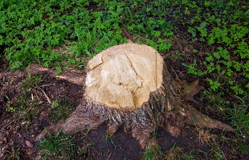 Why You Should Remove That Old Tree Stump—And How We Do It - Forest ...